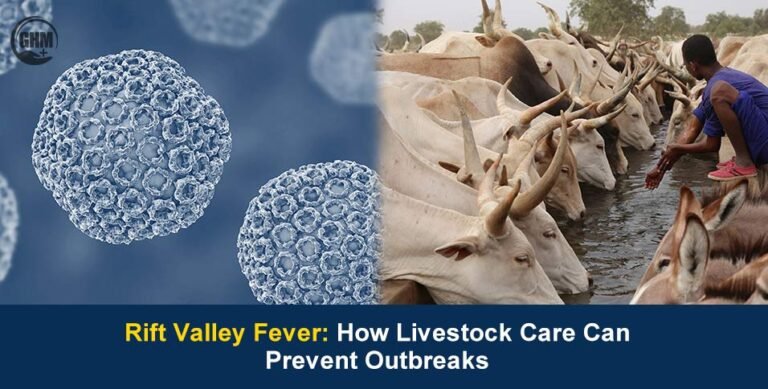Rift Valley Fever: How Livestock Care Can Prevent Outbreaks